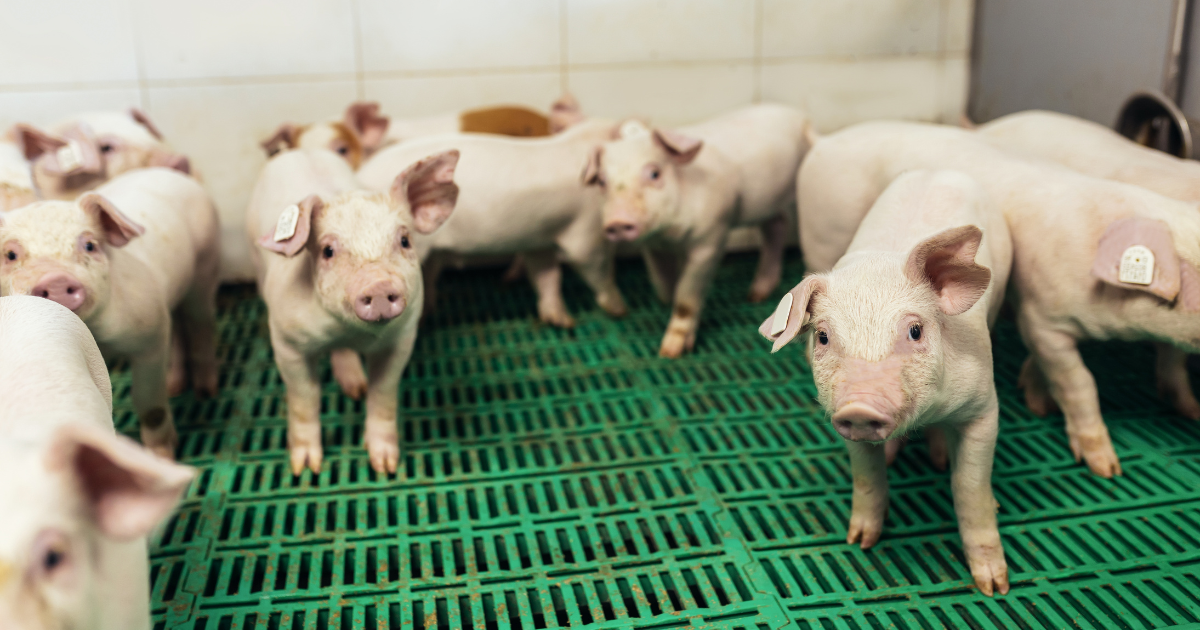 Protecting pork industry exports against ASF - Animal Nutrition ...