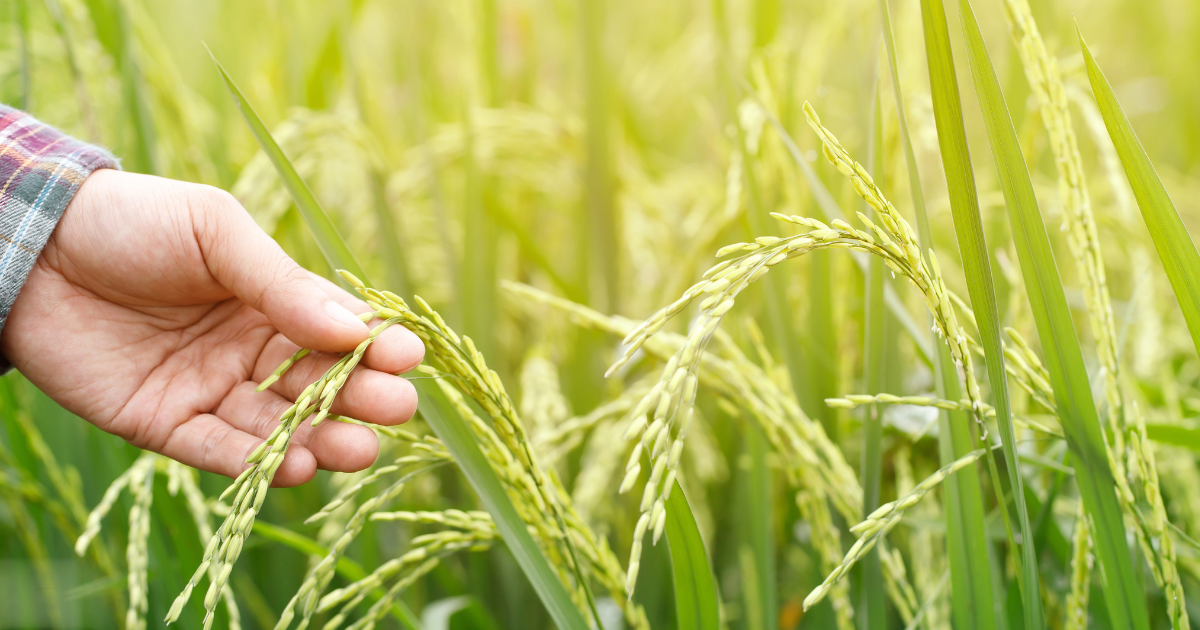 L’IFIF publie son rapport annuel 2022/23 - Association de nutrition ...