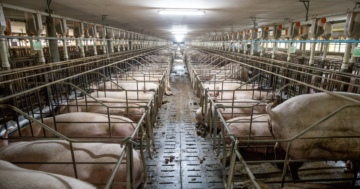 Albania identified as country of concern in respect of ASF - Animal ...