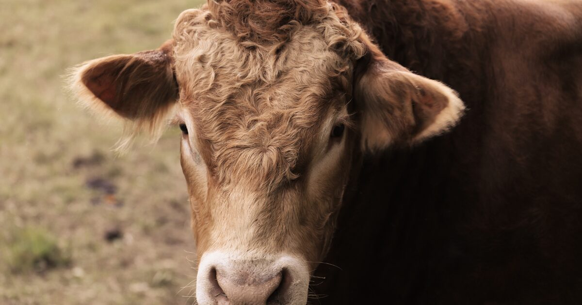 ECCC publishes federal offset protocol for reducing enteric methane ...